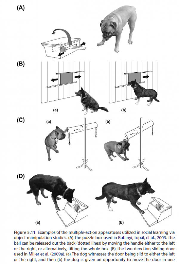 The World from a Dog’s Point of View: A Review and Synthesis of Dog ...