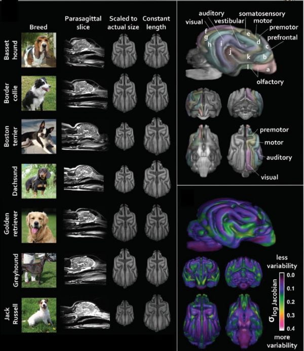 Significant Neuroanatomical Variation Among Domestic Dog Breeds ...